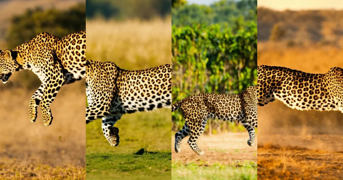 Lexica - Leopard jumping, side on view