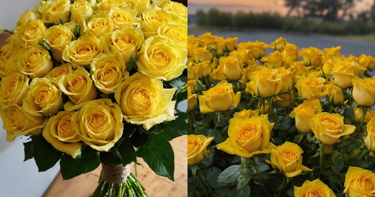 Lexica - A bouquet of 200 yellow roses for my mommas birthday in heaven