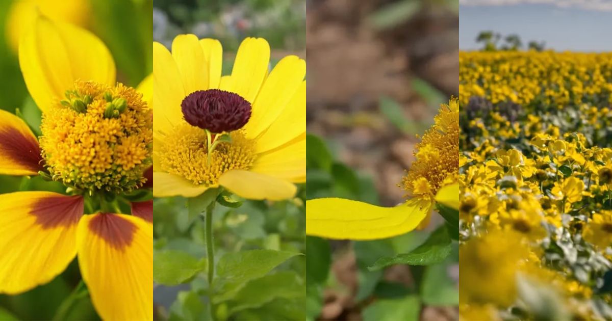 Lexica - Golden Mustache flower