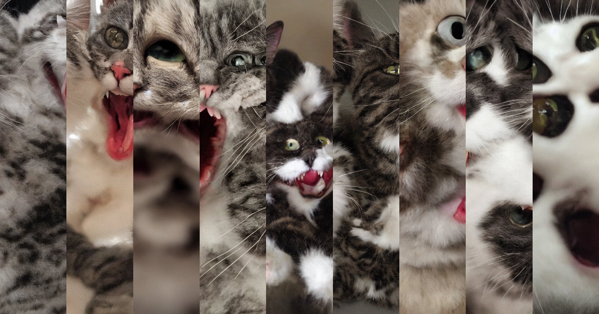 Lexica - Horrifying cat, fangs